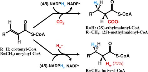 Acetyl Coa Carboxylase Reaction