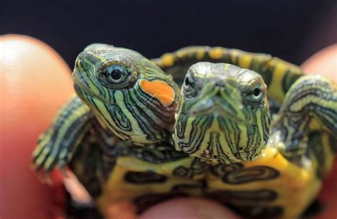 Heres Why All Of These Animals Have Two Heads