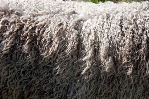 Propiedades químicas de la lana lo que debes saber La Agroteca