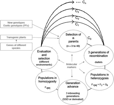 Types Of Recurrent Selection In Plant Breeding At Alicia Skerst Blog