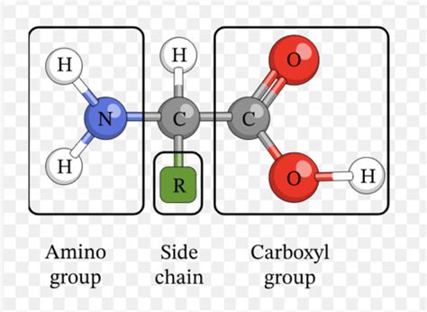 Proteins Flashcards Quizlet