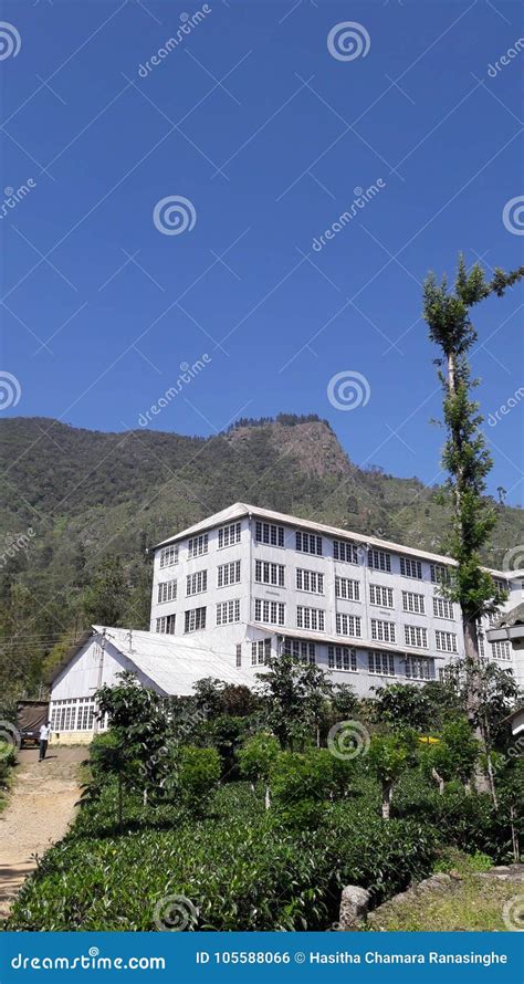 Tea Factory Uva Sri Lanka Editorial Photo Image Of Country 105588066