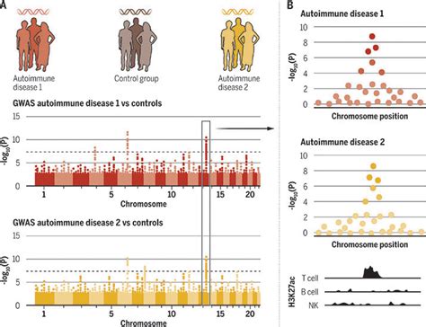 Common Genetic Factors Among Autoimmune Diseases Science