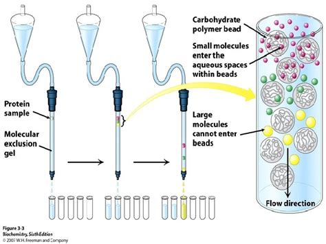 Gel Filtration Chromatography Size Exclusion Chromatography What Is