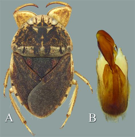 Macrocoris Distinctus A Macropterous Male B Male Genital Capsule Download Scientific
