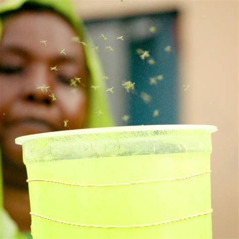 Using Mosquitoes To Fight Mosquitoes Bill Gates