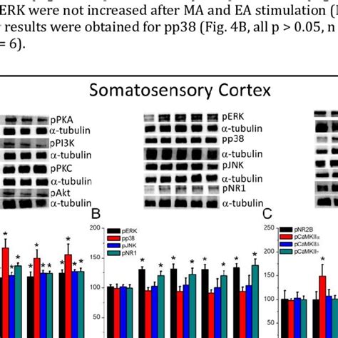 Expression Levels Of Trpv1 Associated Signaling Pathway Proteins In The Download Scientific
