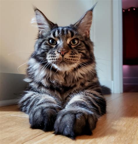 5668 Best Cat 6 Images On Pholder Cats 196 And Cableporn