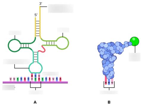 Diagram Of Biol Trna Module Quizlet