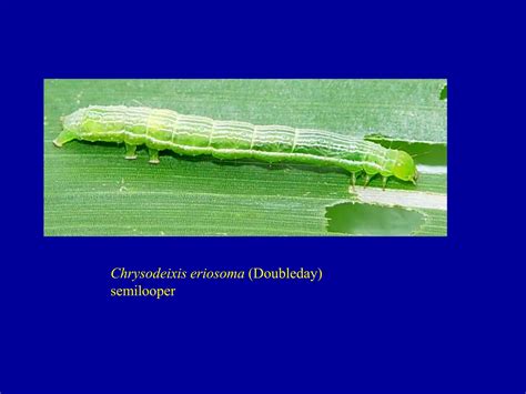 Corn Insect Pestsppt