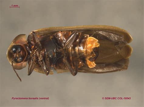 Pyractomena