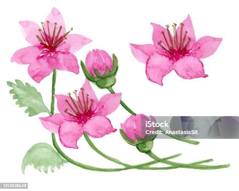 열대 조류 빨강 꽃 수채화 그림 핑크 빨간 양귀비 봄 꽃 꽃 잎 식물 잎 녹지 핑크 봄 꽃 꽃 잎 식물 잎 녹지 수채화 요소 수채화 꽃 클립 아트 0명에 대한 스톡 벡터