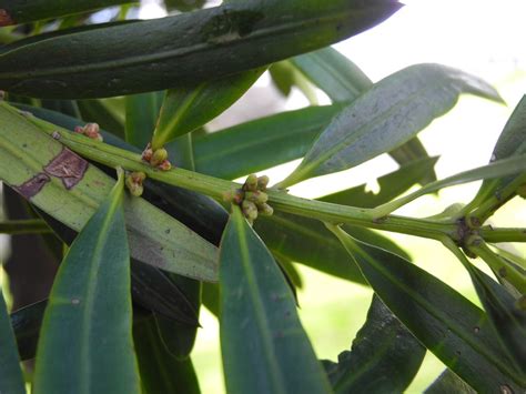 Podocarpus Polystachyus Podocarpaceae