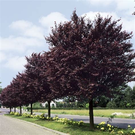 Червенолистна слива Prunus Nigra 180 200 см Разсадник декоративни иглолистни растения Горанови