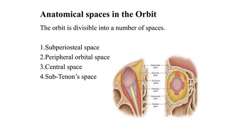 Anatomy Of Orbital Spaces Tumours And Its Importance Pdf
