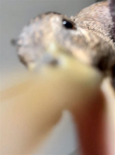 Worm Pov Rduck