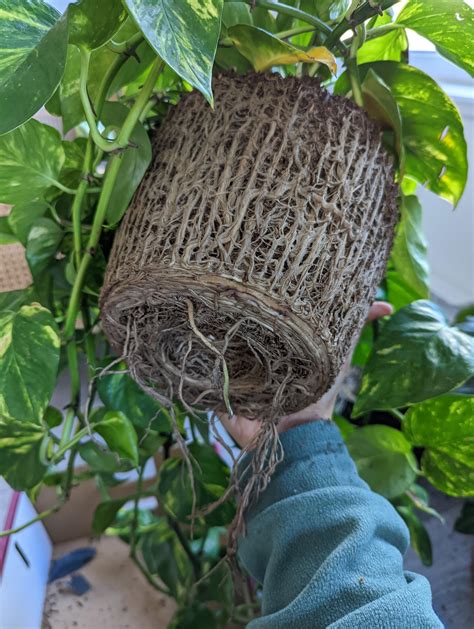 Update Heres The Pothos I Posted About Earlier Today Breaking
