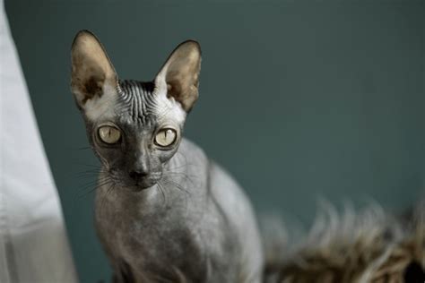 Don Sphinx Royalty Free Images Stock Photos Pictures Shutterstock