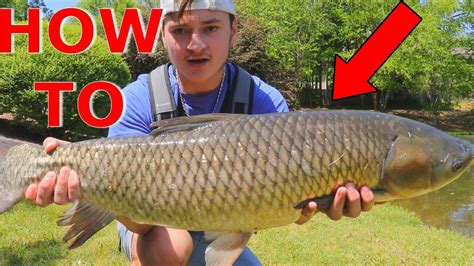Best Method How To Catch Big Grass Carp In Ponds Bank Fishing Youtube