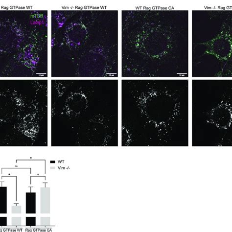 Vimentin Regulates Mtorc1 Signaling By Facilitating Mtorc1 Localization