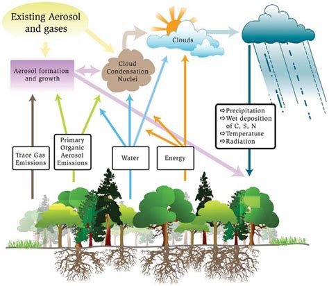 Hydrologic Cycle Poster Does Terrestrial Ecosystem Scienc Flickr