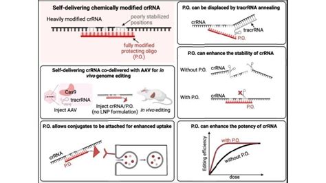 Somatic Cell Genome Editing Consortium On Linkedin Genetherapy Genomediting