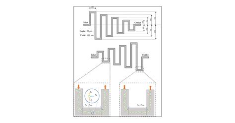 Particles Focusing And Separation By A Novel Inertial Microfluidic Device Divergent Serpentine