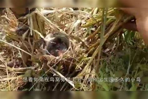 鸟妈妈会窝后，发现我边多了一窝小鸟，他会有什么反应小鸟妈妈什么