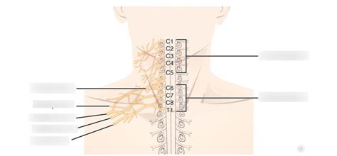 Cervical And Brachial Nerve Plexuses Diagram Quizlet