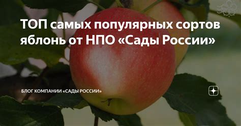 ТОП самых популярных сортов яблонь от НПО «Сады России НПО «Сады России — когда сад в
