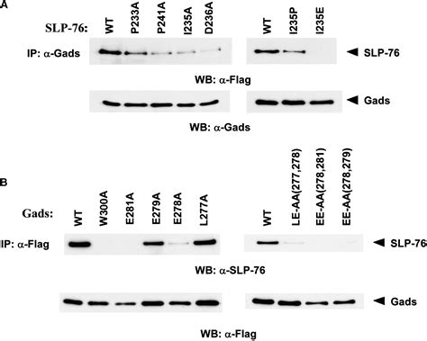 Structural Basis For Specific Binding Of The Gads Sh3 Domain To An Rxxk Motif Containing Slp 76