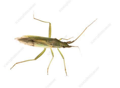 Grass Bug Stock Image C0419127 Science Photo Library