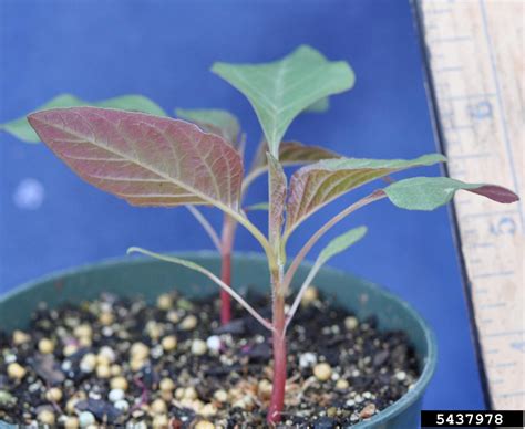 Palmer Amaranth Amaranthus Palmeri S Wats