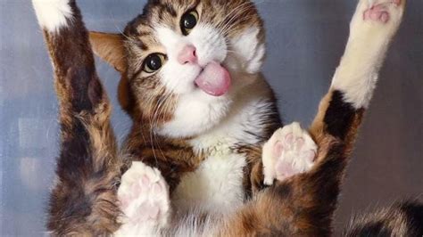 Los Gatos Más Graciosos Del Mundo Youtube