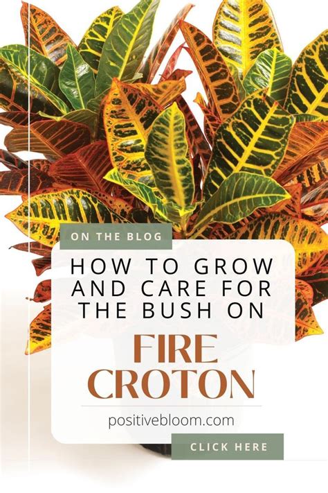 How To Grow And Care For The Bush On Fire Croton House Plant Care