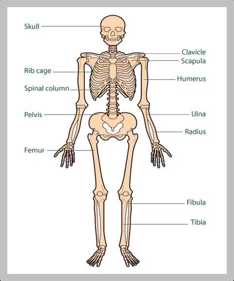Skeleton Structure Graph Diagram