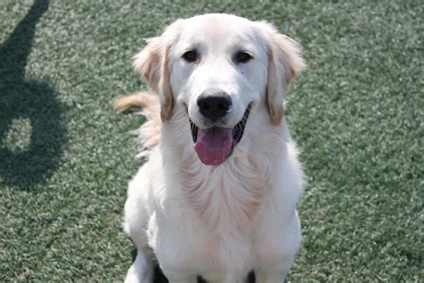 골든리트리버 두부 책임무료분양♥분양완료 아이조아 유기방지입양 파양 강아지보호소 고양이보호소 무료분양센터