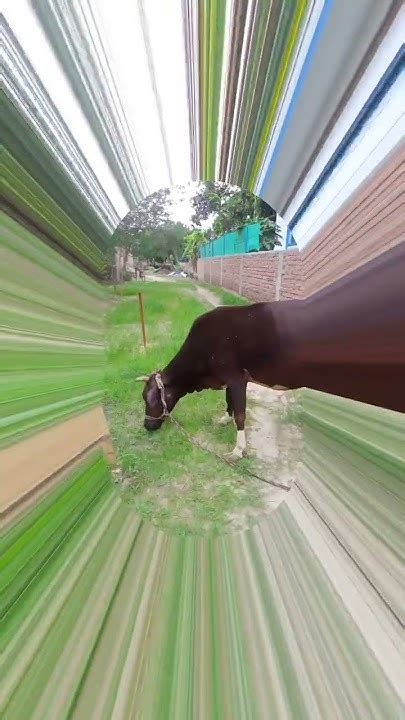Cow Farming Youtube