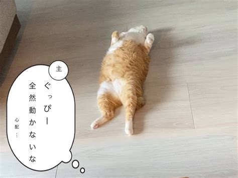 お太りさま猫「ぐっぴー」vs心配性の飼い主 それは病気か、それともただの横着か？ 「犬や猫ともっと幸せに」をコンセプトにしたwebメディア