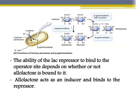 Regulation Of Lac Operon Positive Nd Negative Pptx
