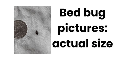 Bed Bug Shells What Do They Look Like With Real Photos