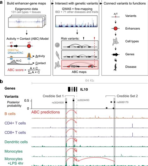 Journal Club Of One ”genome Wide Enhancer Maps Link Risk Variants To