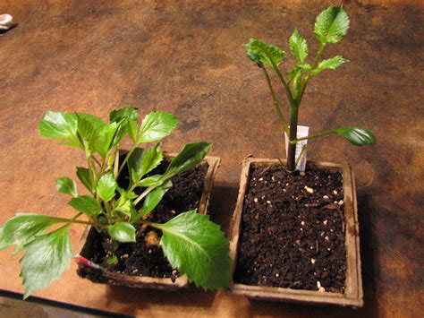 Potted Dahliaswhat Now