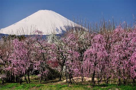 到日本神奈川縣賞梅吧打卡以富士山為背景的廣袤梅林有如地毯般一樣粉色梅花仙境 TRAVELER Luxe