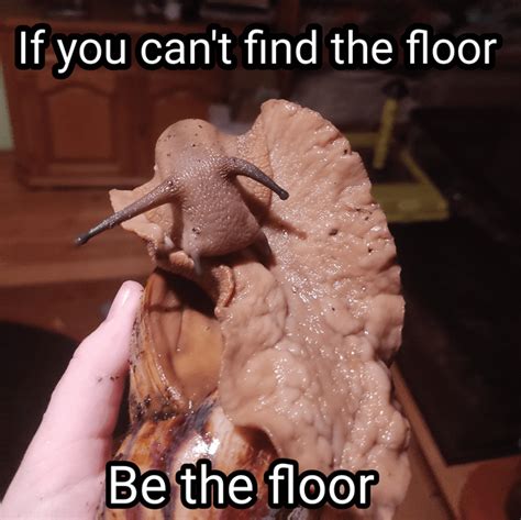 Yes I Know I Shouldnt Do This To A Snail I Only Did This For The Photo