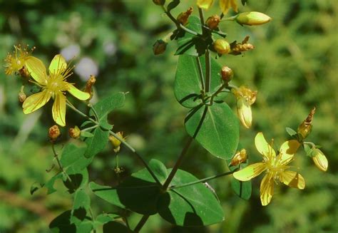 Hypericum Pulchrum