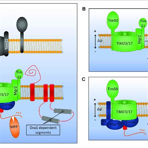 Assembly Of Inner Membrane Proteins By Tim23 A Presequence Download Scientific Diagram