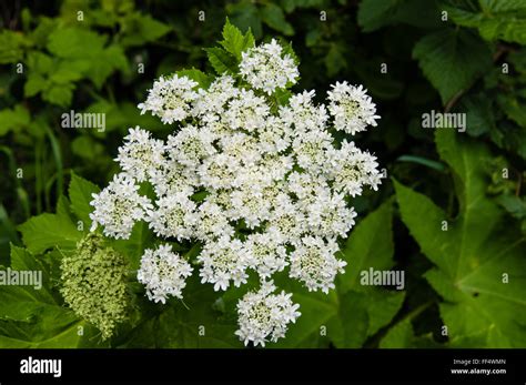 Heracleum Lanatum Or Cow Parsnip Growing Along The Oregon Coast Stock
