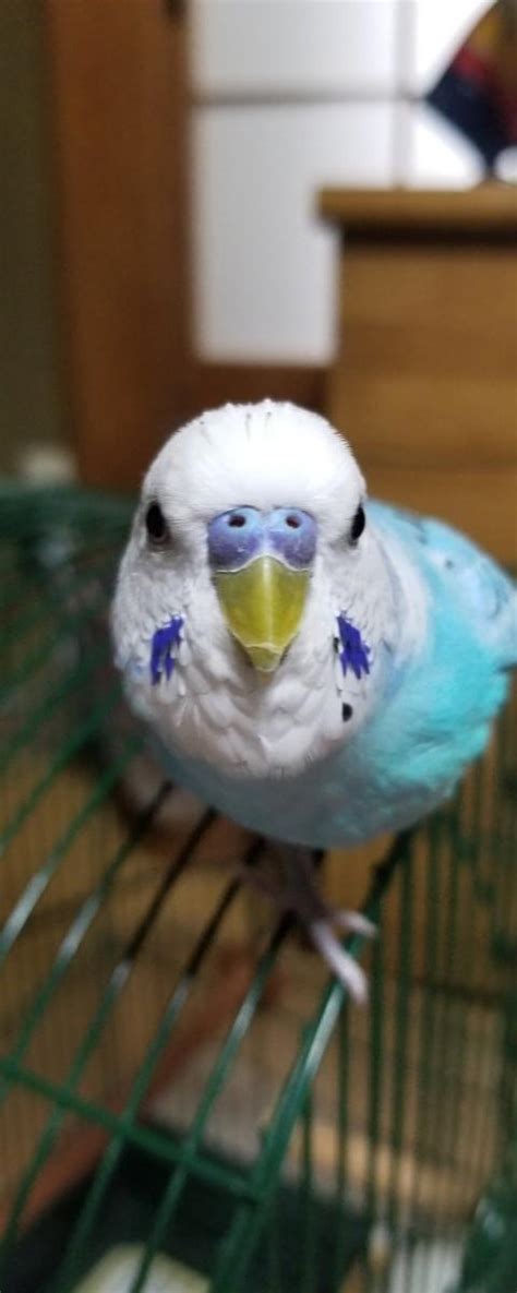 右頬に1つ黒い斑点のあるセキセイインコ探してます