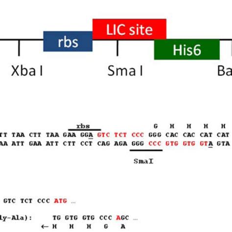 Pdf Cleavable C Terminal His Tag Vectors For Structure Determination
